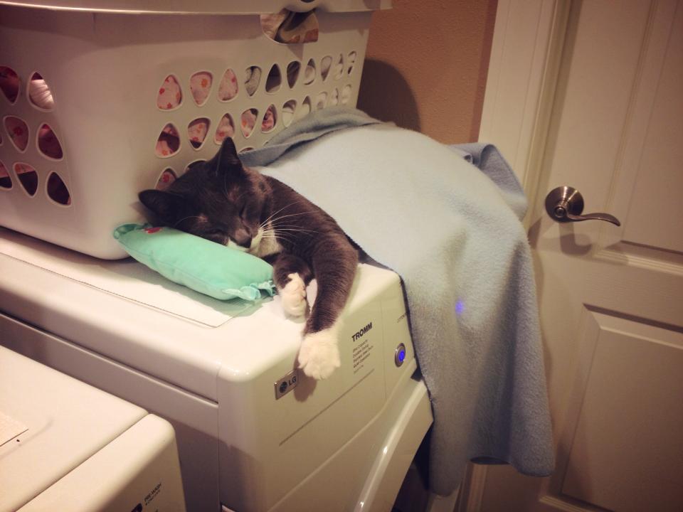 18 warm and cozy pictures of cats tucked in will make you never want to ...