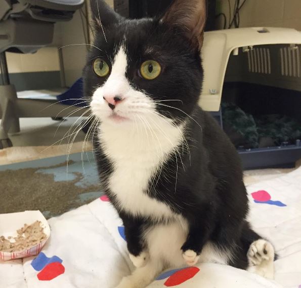 Army crawling handicapped cat finally gets adopted out of shelter