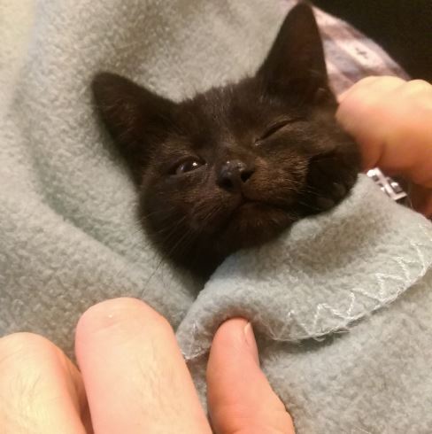 18 warm and cozy pictures of cats tucked in will make you never want to ...