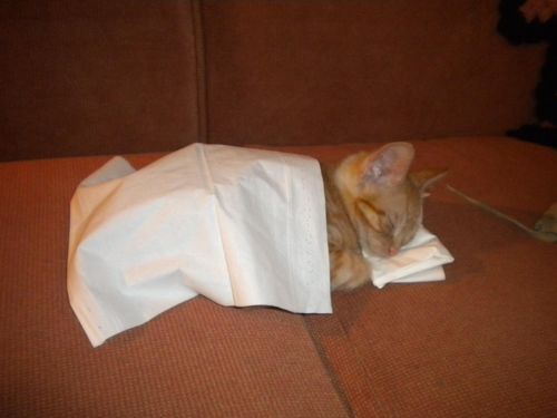 18 warm and cozy pictures of cats tucked in will make you never want to ...