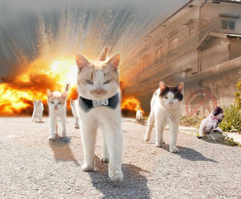 Badass cat gang walking down street gets hilarious Photoshop treatment ...
