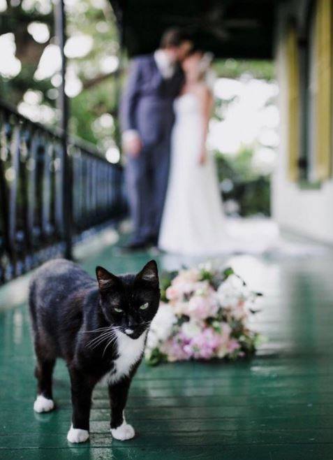5 adorable photos of cats photobombing weddings