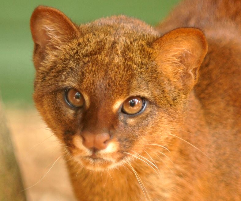 A beautiful wild cat you probably never heard of (Gallery)