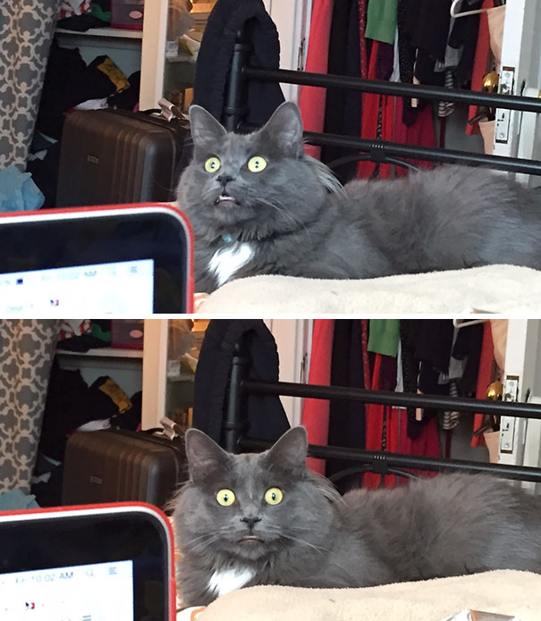 A collection of overly dramatic cats we can all relate to