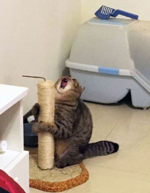 A collection of overly dramatic cats we can all relate to