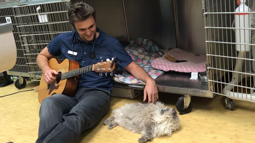 Veterinarian sings to his cat patient after surgery (video)