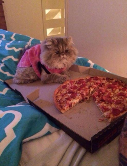20 cats who love pizza more than you do