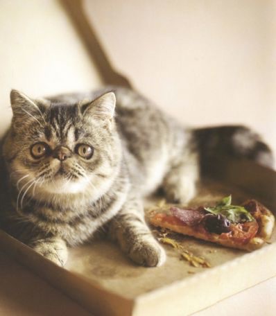 20 cats who love pizza more than you do