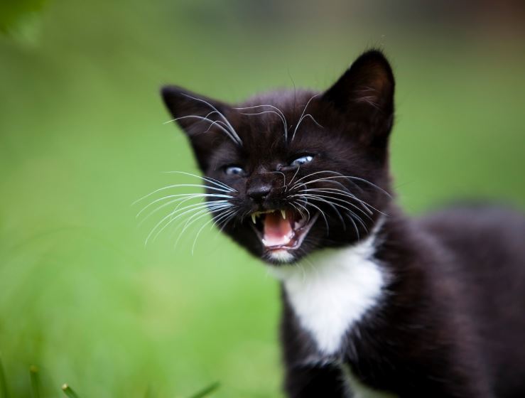 12 roaring kittens that will strike adorable fear into your heart