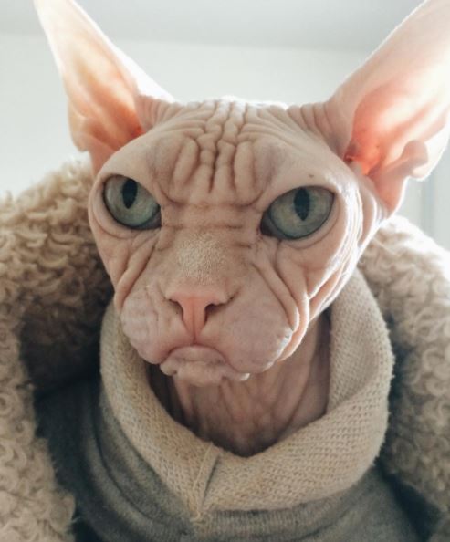 This sphynx cat has the grumpiest face you'll EVER see (Gallery)