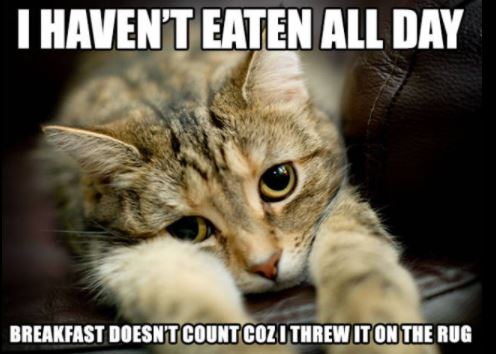 30 first world cat problems that will make your day