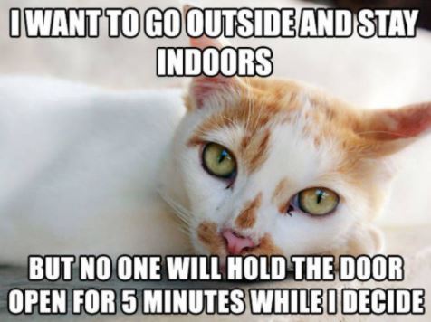 30 first world cat problems that will make your day