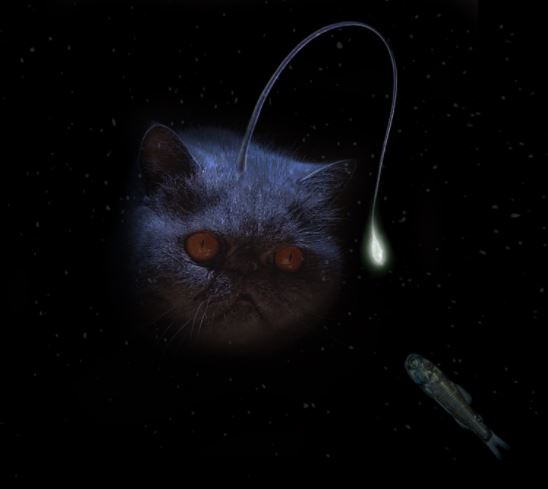 Cat Head Floating In Space