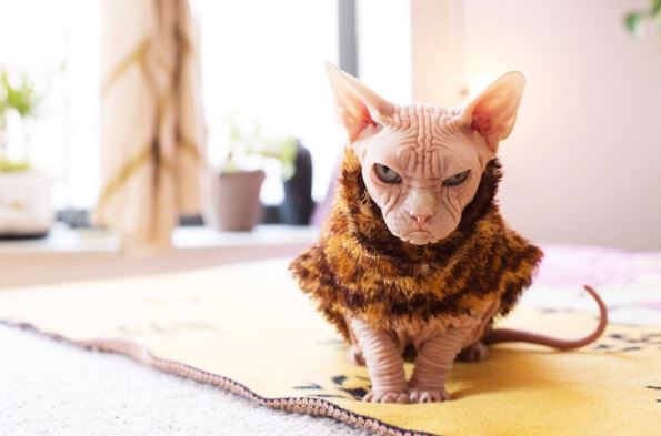 This sphynx cat has the grumpiest face you'll EVER see (Gallery)