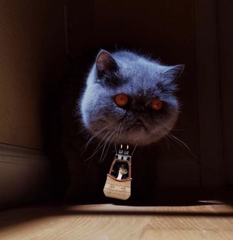 Floating cat head gets the Photoshop treatment (Gallery)