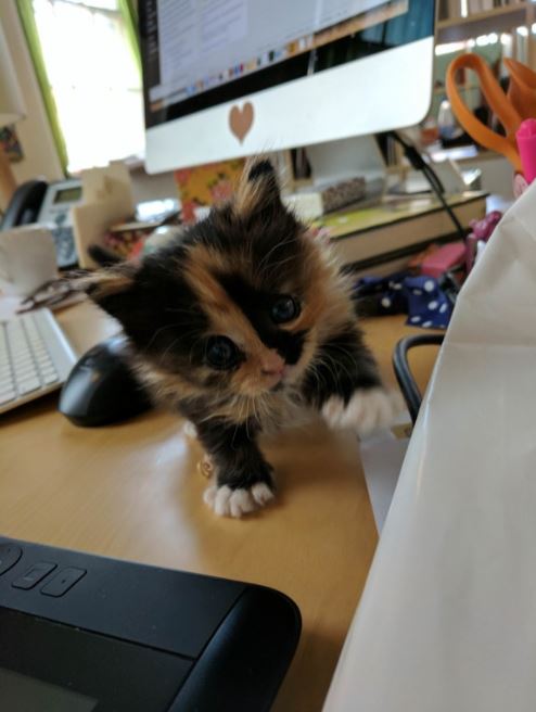 Teeny kitten brought into work helps employees with stress