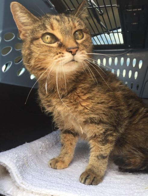 Senior cats are the absolute cutest and here's proof! (Gallery)