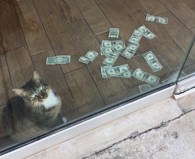 Cat kept bringing cash into the office and nobody had any idea how ...