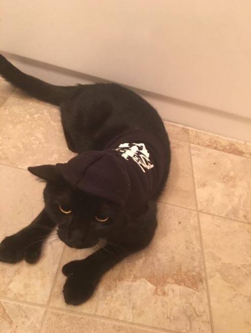 15 cats with thumbs that make them even cuter!