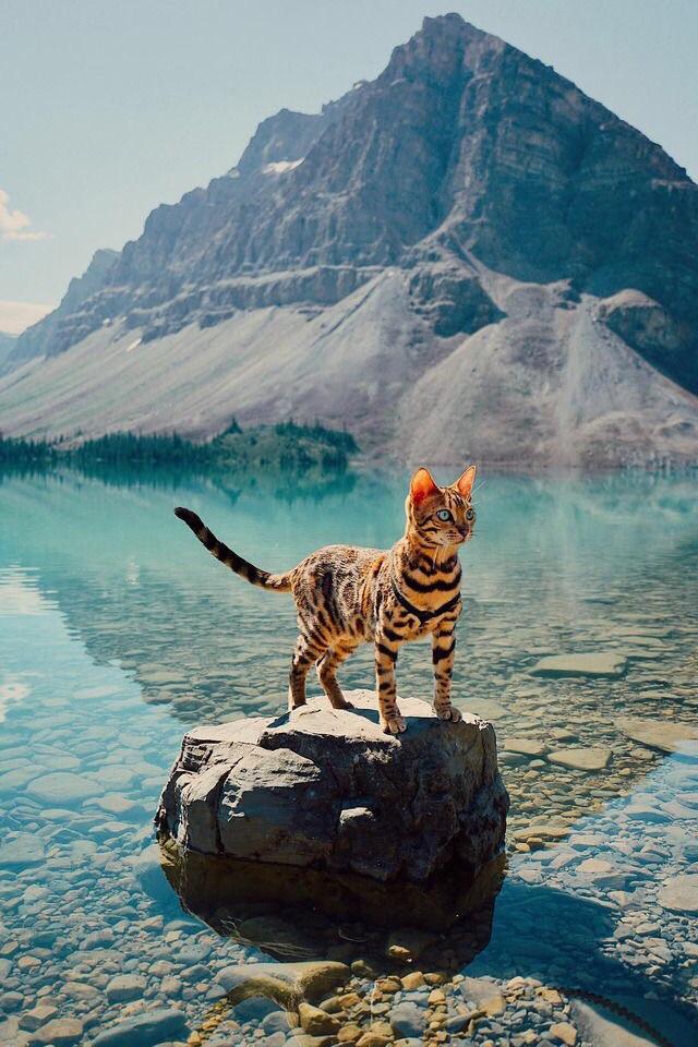 This Bengal cat goes on beautiful adventures... and the pictures are ...