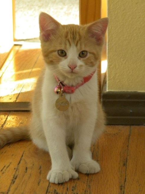 15 cats with thumbs that make them even cuter!