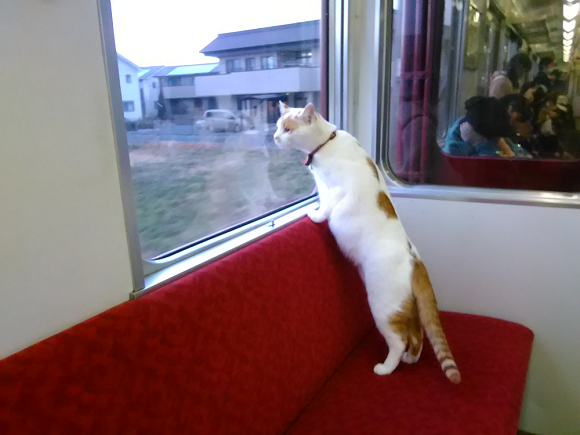 All aboard! 30 stray cats board train to find furever homes