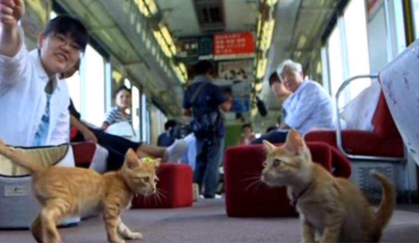 Vet office makes the most amazing houses for their resident cat! (Gallery)