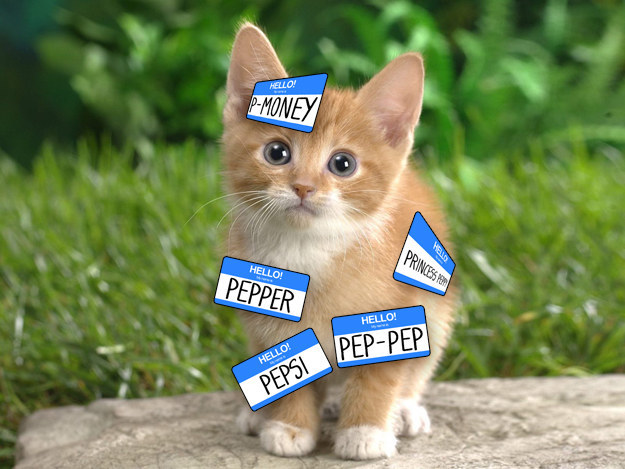 The 10 Feline Commandments