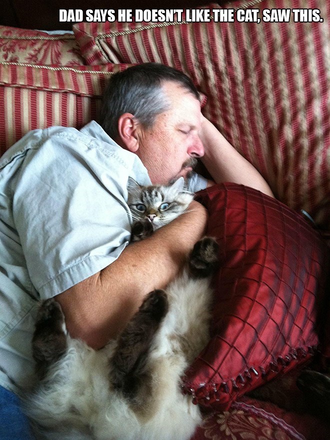 12 people who said they didn't want cats... but look at them now