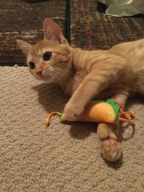 15 cats with thumbs that make them even cuter!