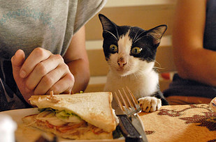 The 10 Feline Commandments