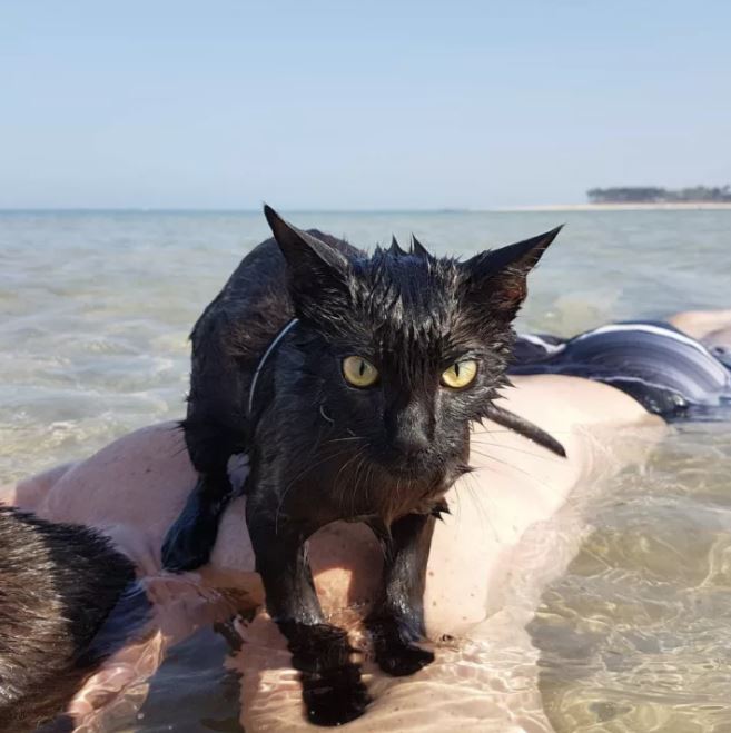 This Black Cat Is A Total Beach Bum And Even Loves To Play In The Waves