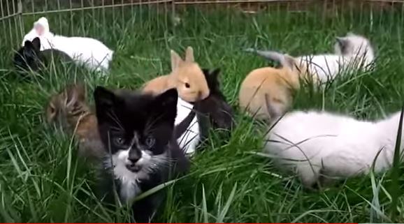 Cute Kittens And Bunnies