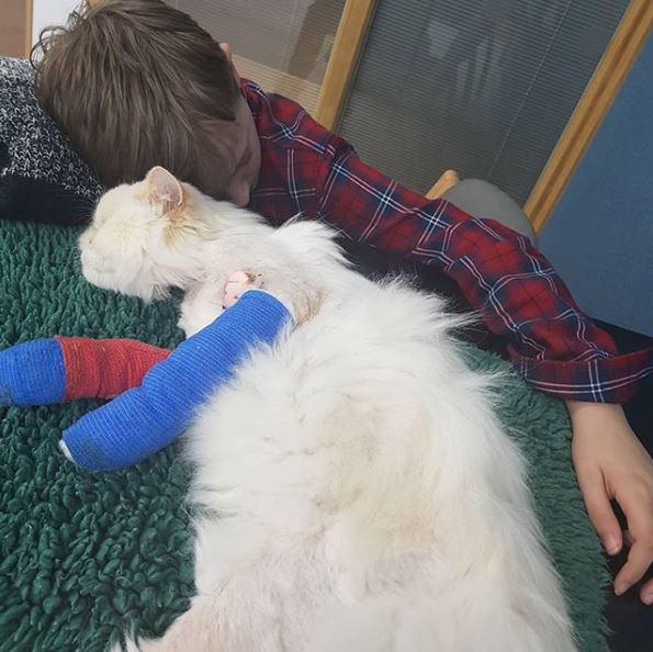 Fluffy therapy cat for child with autism was hit by a car… and now ...
