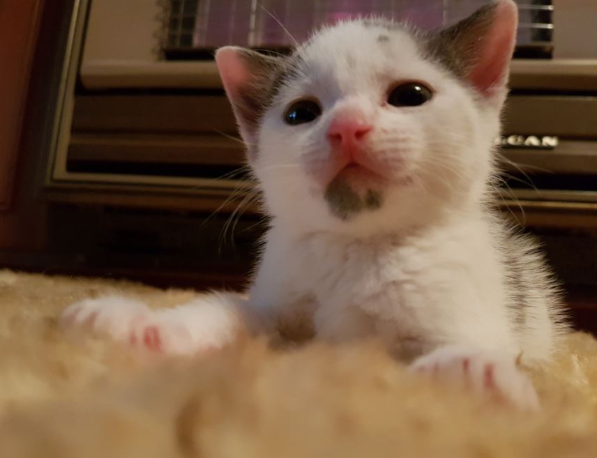 It iz Monday... so here iz some kittens (Gallery)