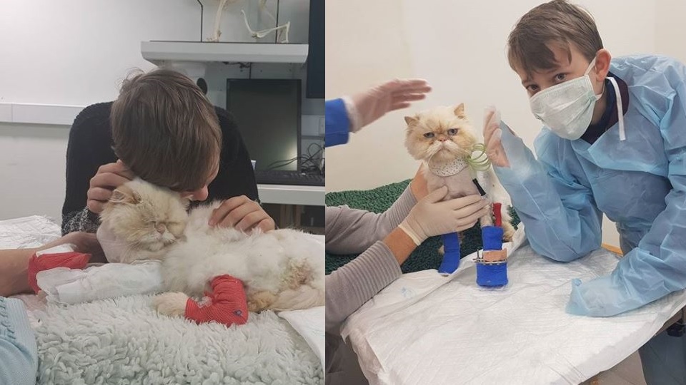 Fluffy therapy cat for child with autism was hit by a car… and now ...