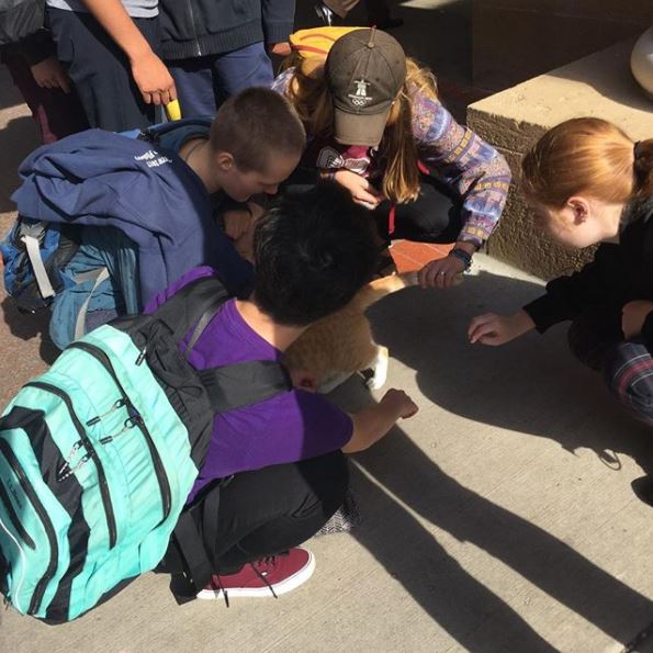 Max the cat loves the library… but the feeling is not mutual (Gallery)