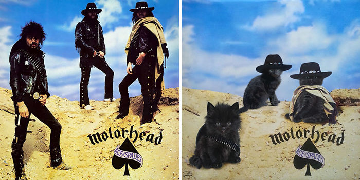 Somebody recreated famous album covers with cats and it's so much ...