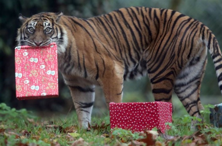 Santa is on strike, now all presents will be delivered by Sasha the ...