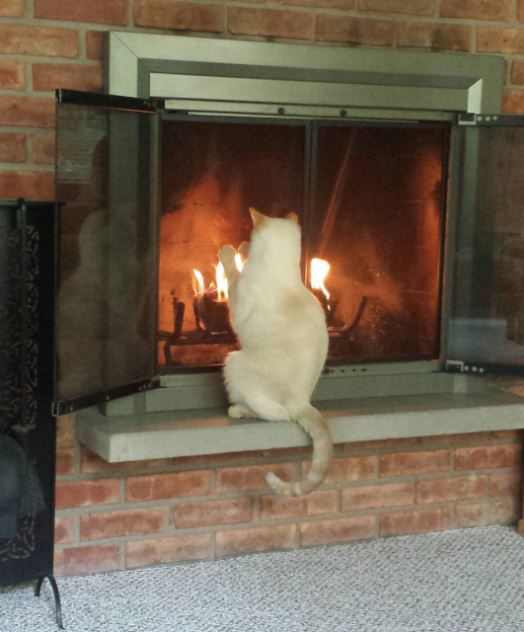 11 cats sitting by the fireplace will make you feel all warm and toasty ...