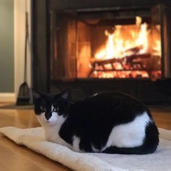 11 cats sitting by the fireplace will make you feel all warm and toasty ...