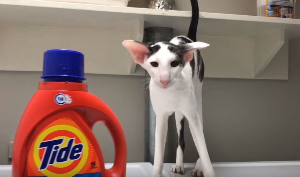 Dobby cat has the cutest honk when he wants something