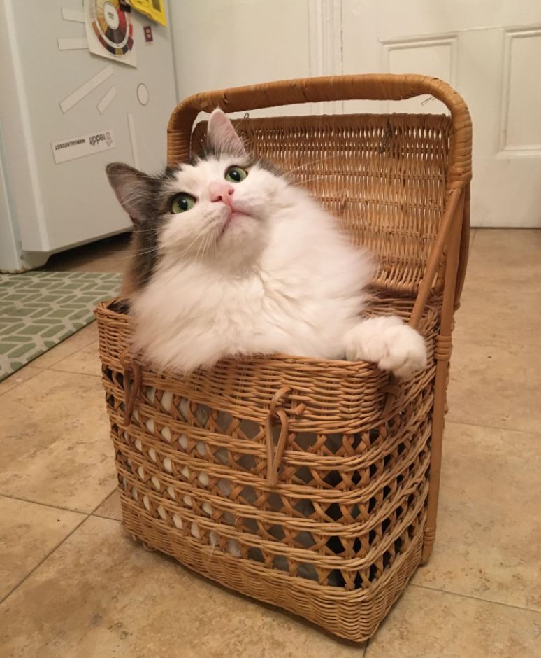 Her cat keeps stuffing himself into boxes... and it's glorious (Gallery)