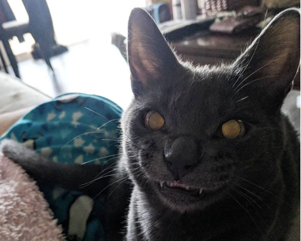 Kitty has a permanent creepy smile and you'll love it (Gallery)
