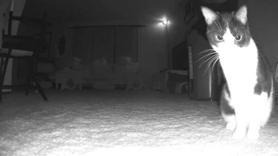 He set up a pet cam to check on his cats... and the results are hilarious