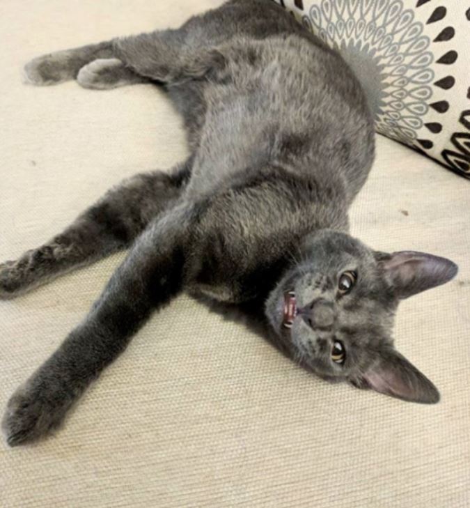 Kitty has a permanent creepy smile and you'll love it (Gallery)