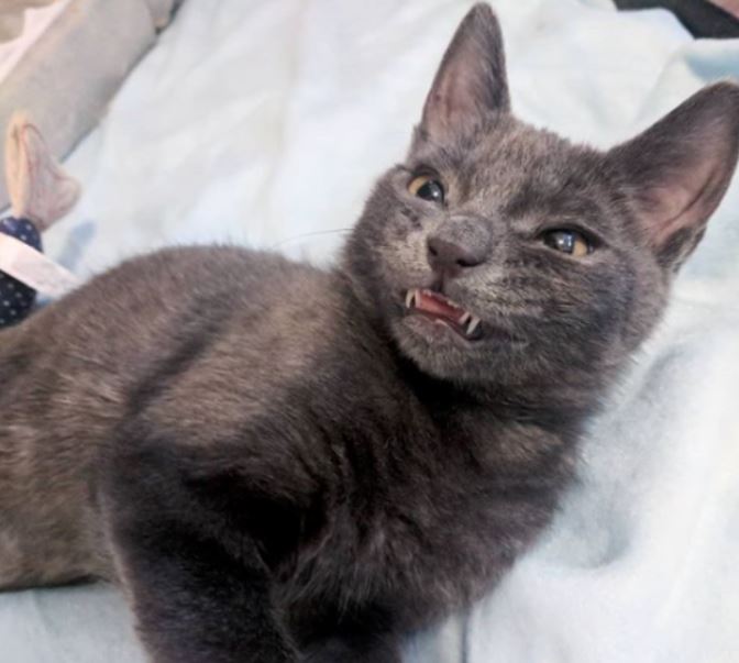 Kitty has a permanent creepy smile and you'll love it (Gallery)