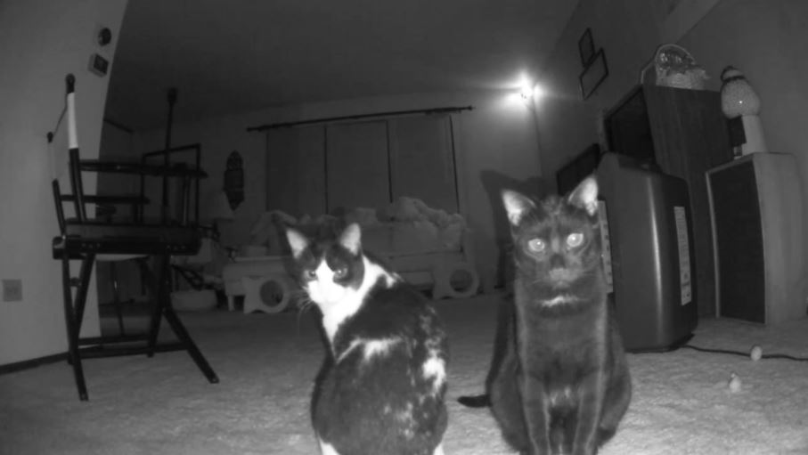 He set up a pet cam to check on his cats... and the results are hilarious