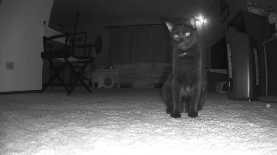 He set up a pet cam to check on his cats... and the results are hilarious
