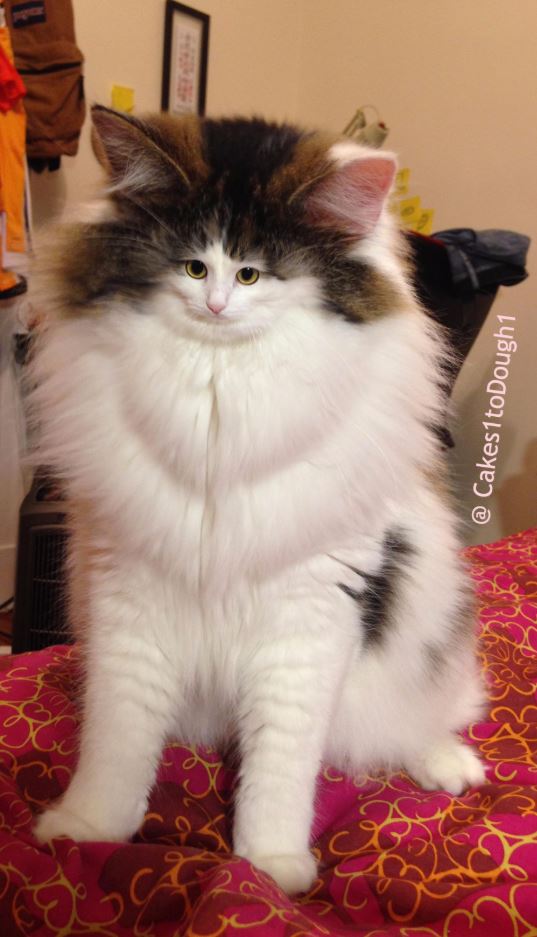 There's a whole subreddit dedicated to cats with really small faces ...